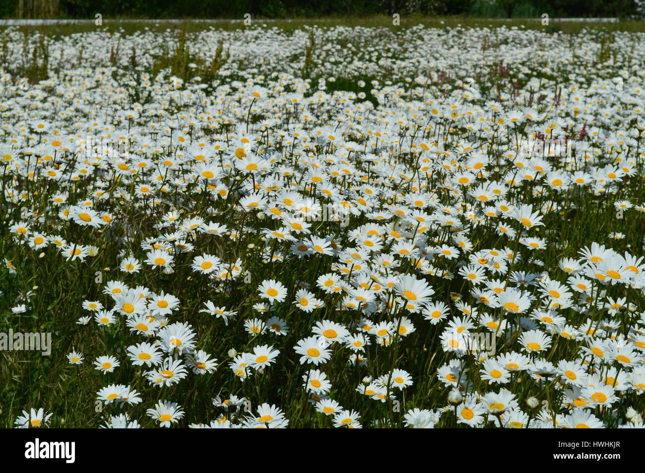 A lovely field of daisies Stock Photo - Alamy