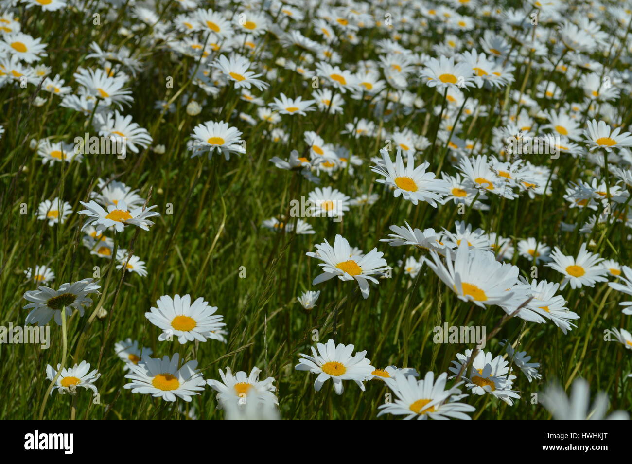 A lovely field of daisies Stock Photo - Alamy