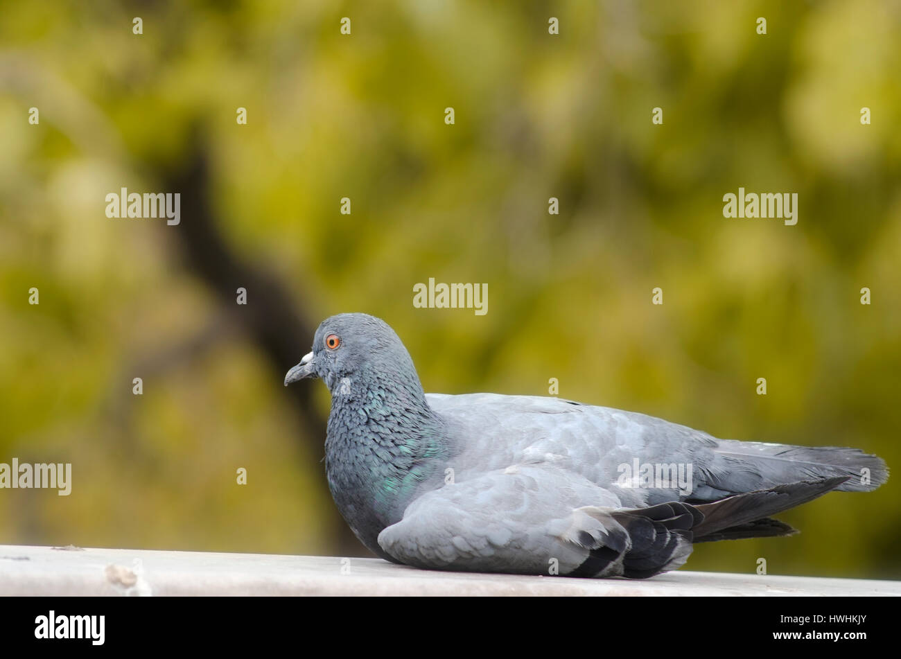 Pigeon bird resting and sun bathing Stock Photo - Alamy