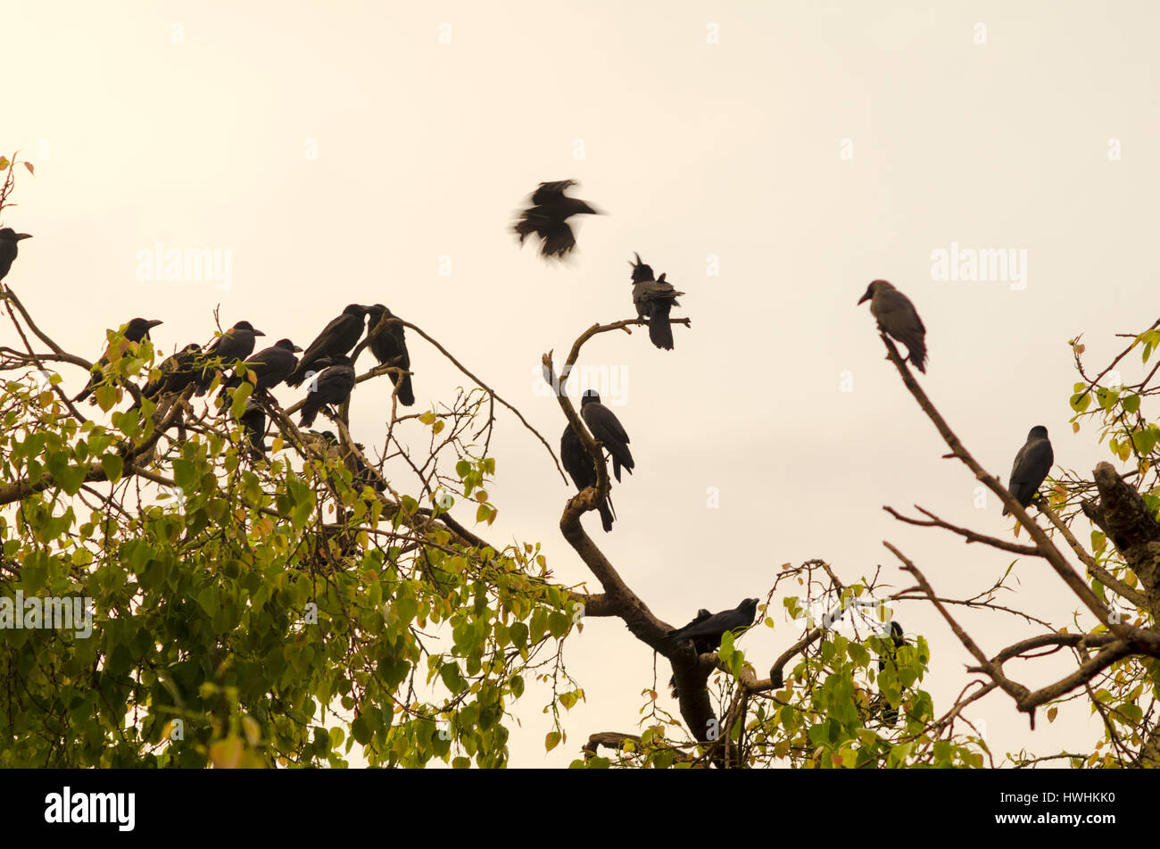 Group of Crows in tree branch Stock Photo - Alamy