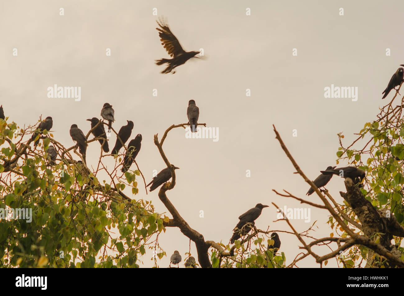 Group of crows hi-res stock photography and images - Alamy