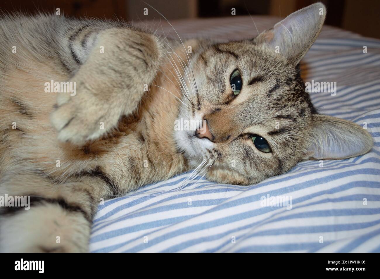 Cute photos of cats Stock Photo - Alamy