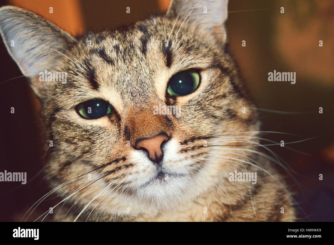 Cute photos of cats Stock Photo - Alamy