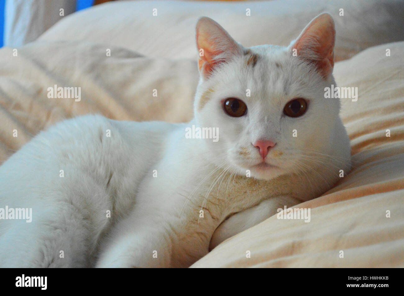 Photos of cute animals hi-res stock photography and images - Alamy