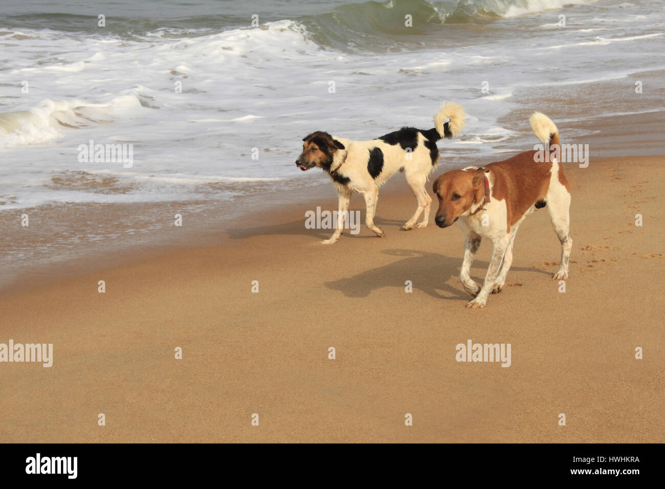 Two dogs strolling on the beach. Goa , India Stock Photo - Alamy