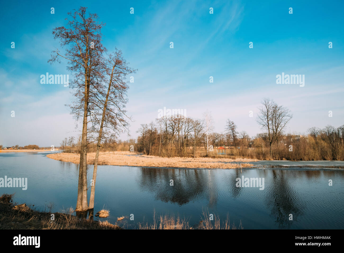 Belarus Spring Nature. Trees Woods Standing In Water During A Spring ...