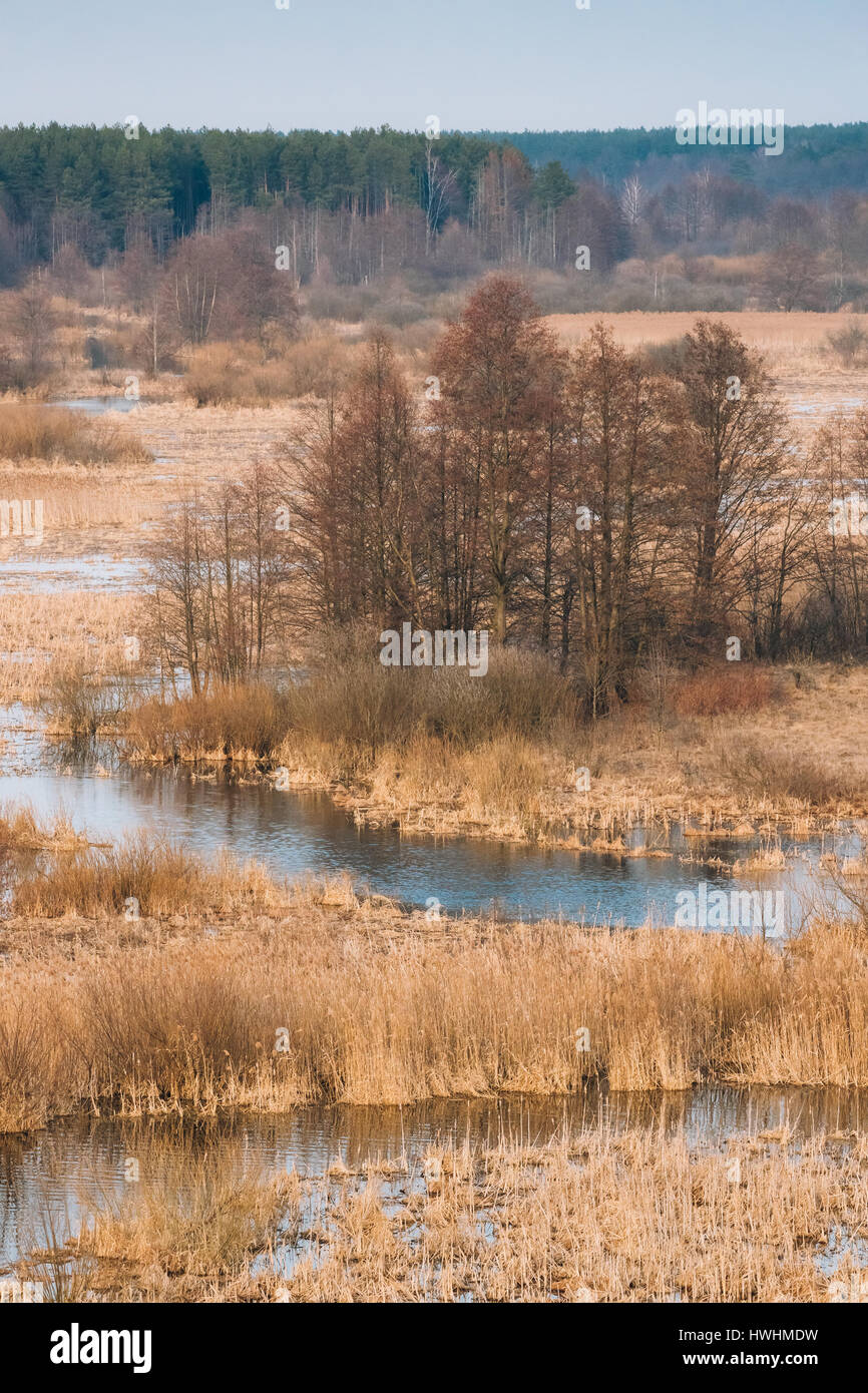 Spring Nature Landscape With Trees Woods Standing In Water During A ...