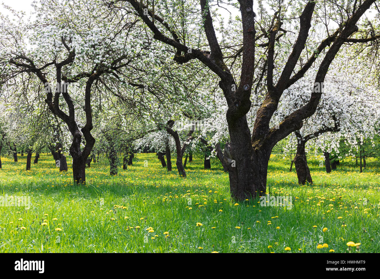 beautiful scene of spring garden with blooming apple trees Stock Photo ...