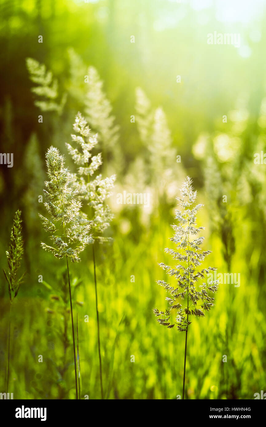 Natural Fresh Green Spring Summer Grass In Bokeh, Boke With Sunlight ...