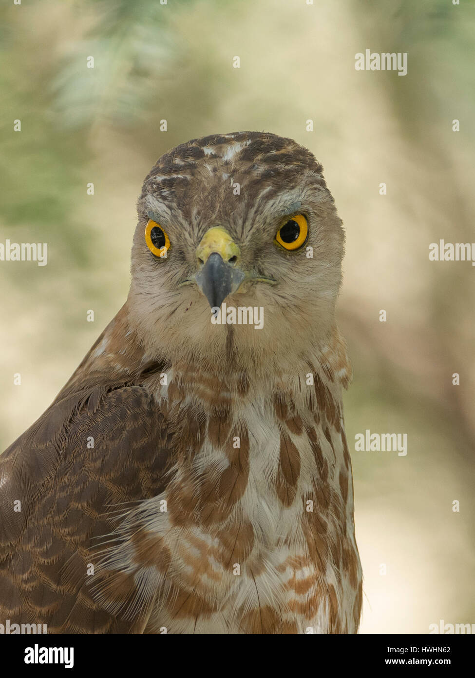 Accipiter badius hi-res stock photography and images - Alamy