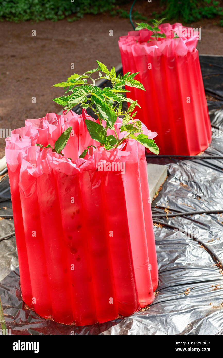 Vegetable Guards High Resolution Stock Photography and Images - Alamy