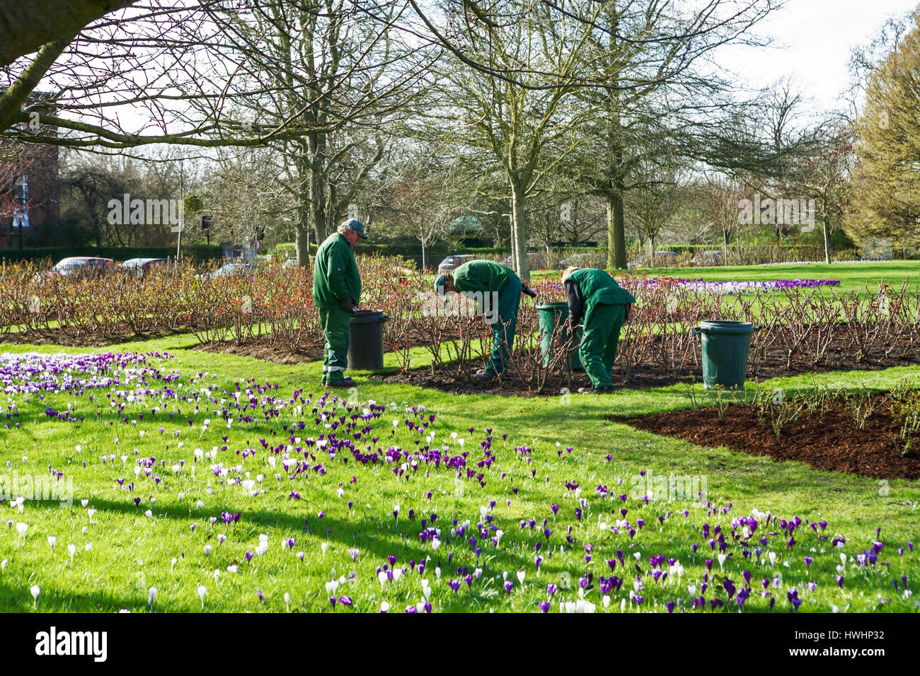 A spring day in Regents Park, London. Gardening gardener’s pruning rose ...