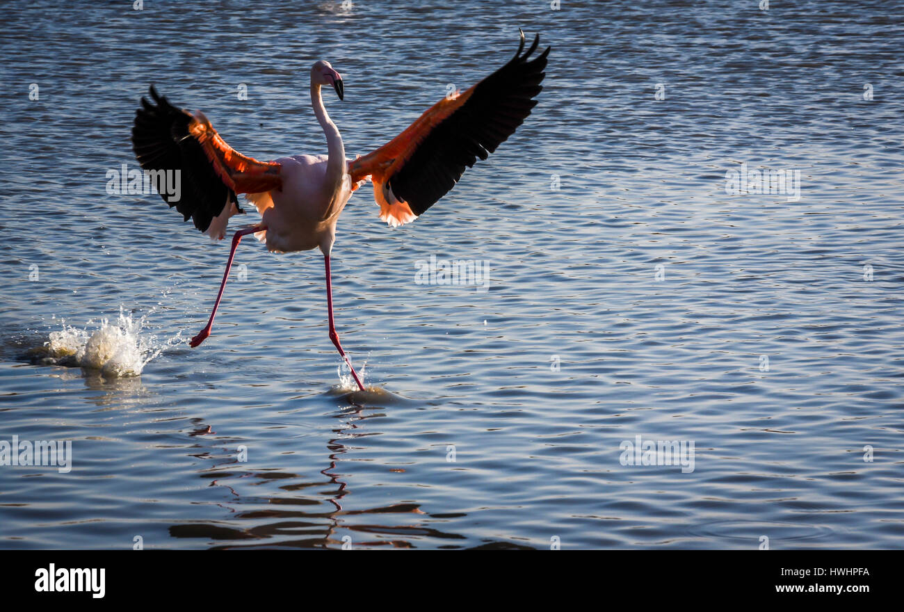 Stretched landing hi-res stock photography and images - Alamy