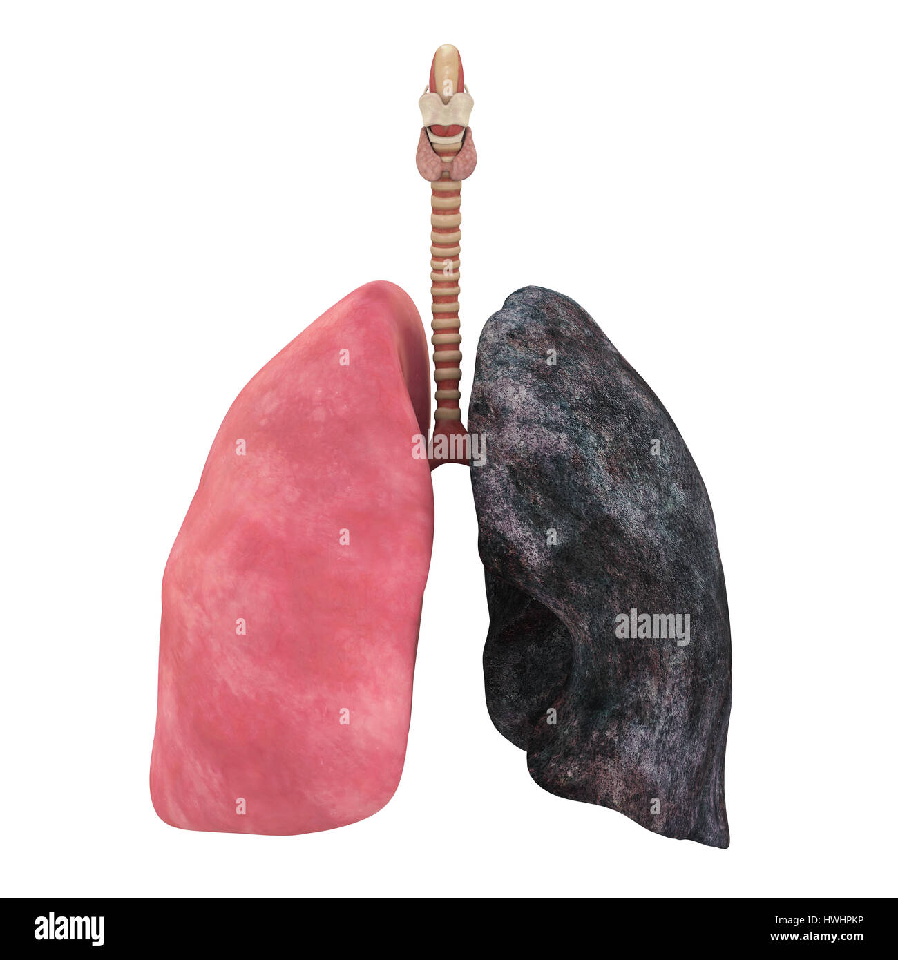 Organ biology bronchi lungs Cut Out Stock Images & Pictures - Alamy