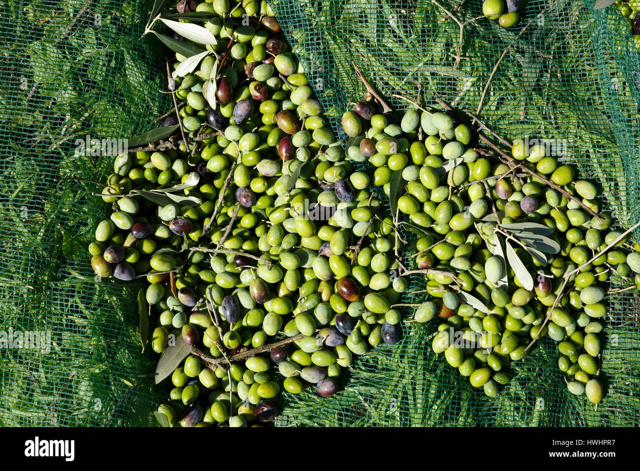 Olive picking hi-res stock photography and images - Alamy