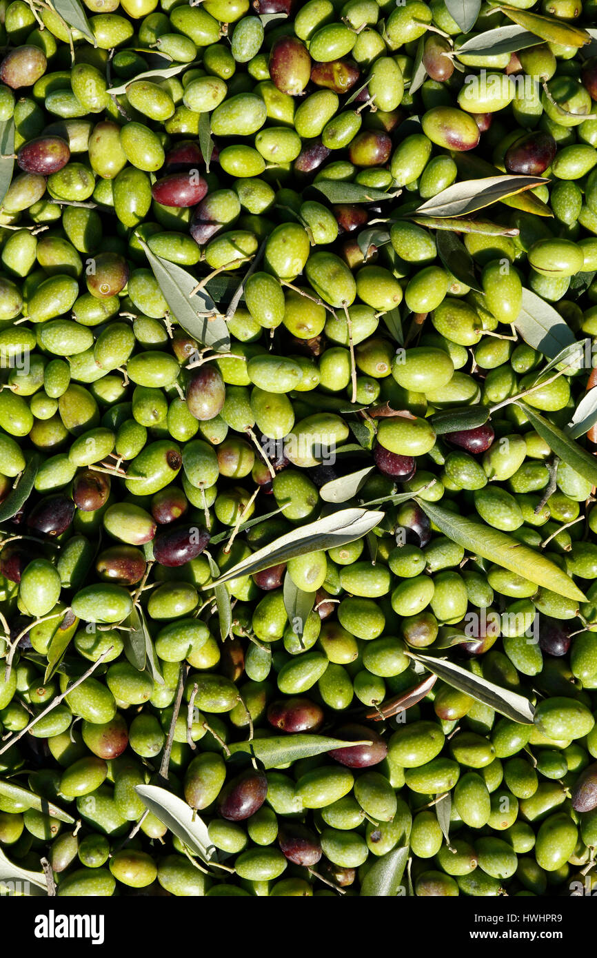 Olive picking hi-res stock photography and images - Alamy