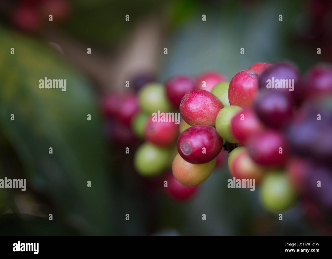 Stimulant raw hi-res stock photography and images - Alamy