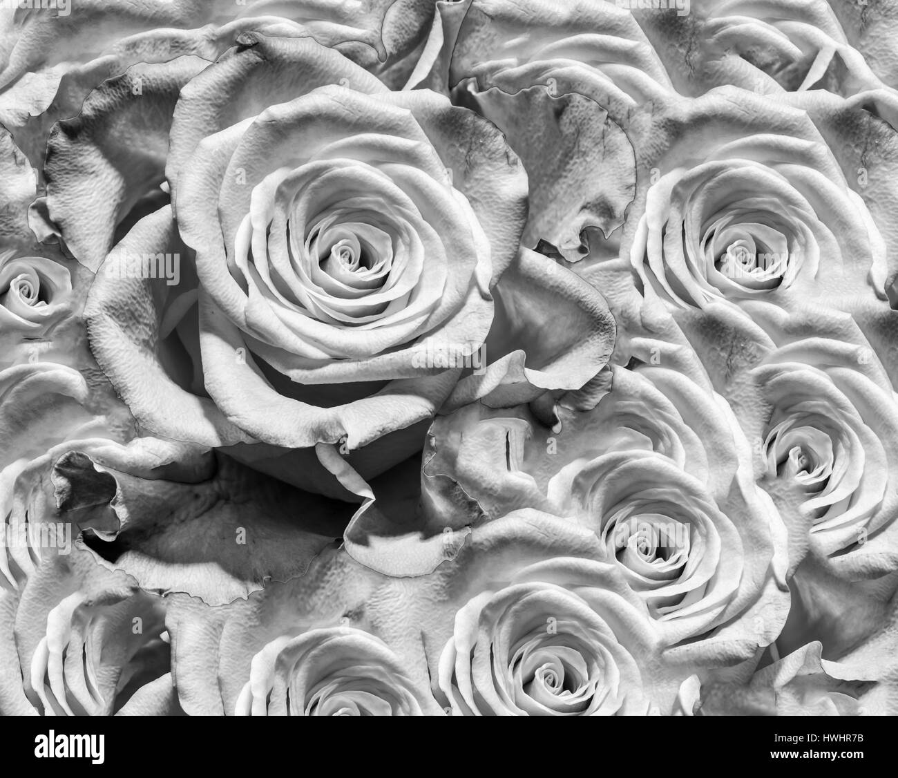 Rose curtain pattern Black and White Stock Photos & Images - Alamy