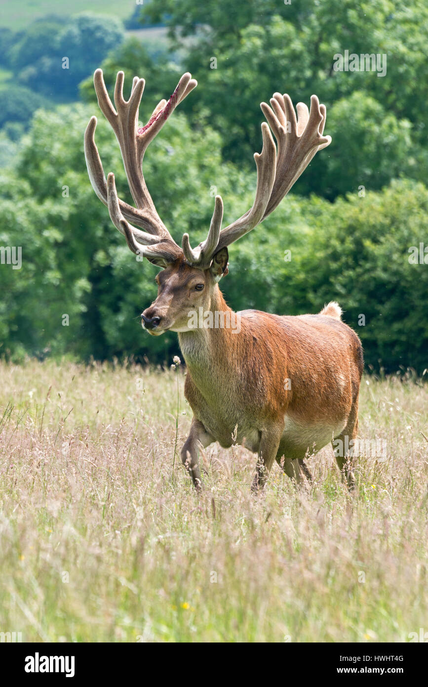 A red deer stag with its antlers in full velvet, walking across the ...