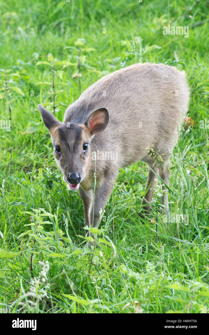 A single Reeves Muntjac deer hind feeding at the South West Deer Rescue ...