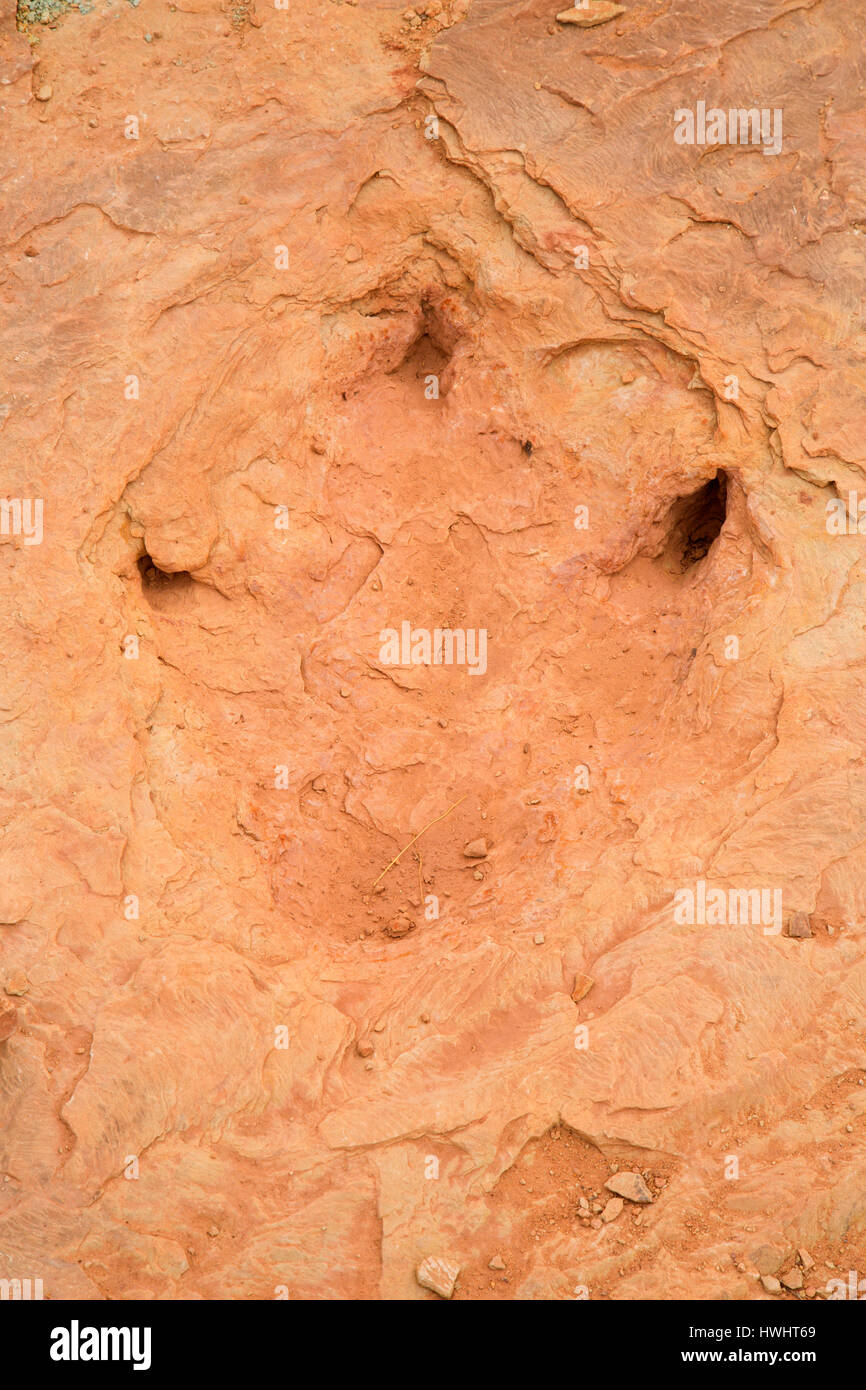 Allosaurus tracks, Copper Ridge Sauropod Dinosaur Tracks, Grand County ...