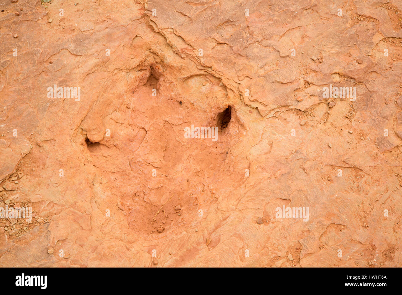 Allosaurus tracks, Copper Ridge Sauropod Dinosaur Tracks, Grand County ...