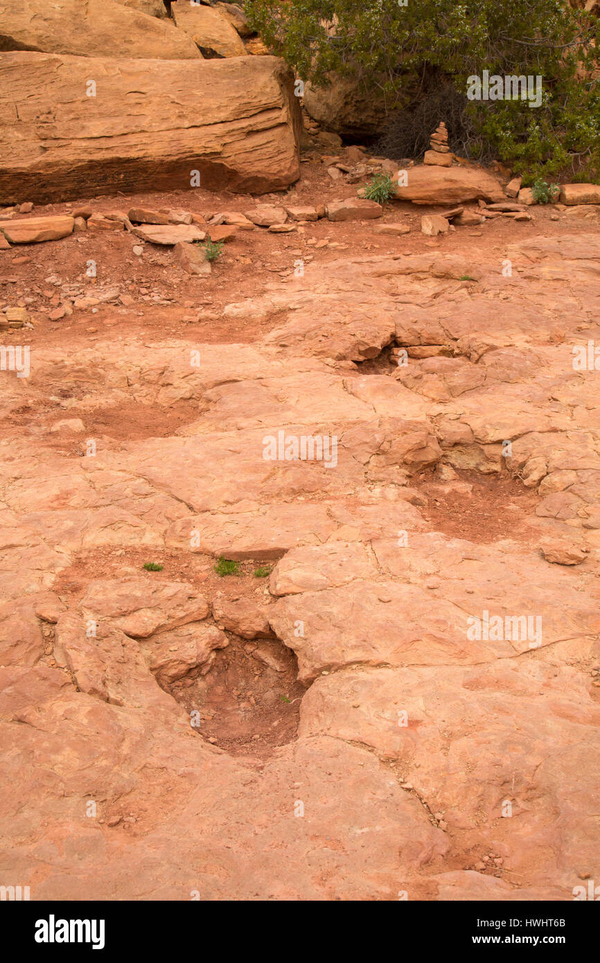 Camarasaurus tracks, Copper Ridge Sauropod Dinosaur Tracks, Grand ...