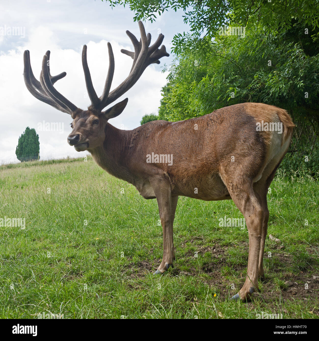 A red deer stag with its antlers in full velvet, feeding at the South ...