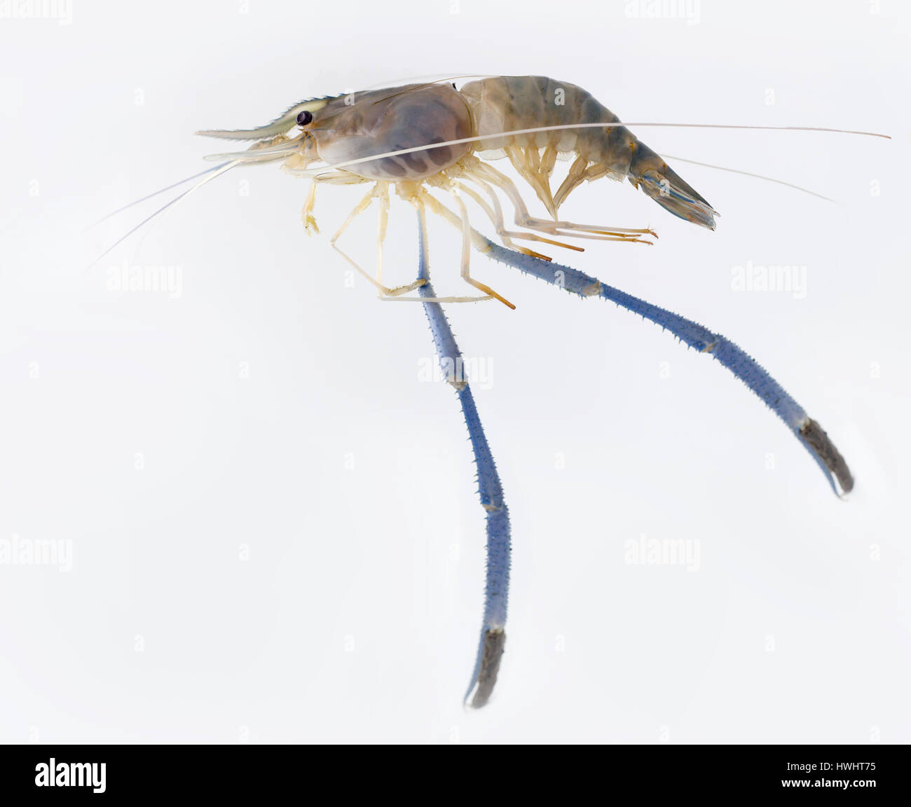 real blue shrimp long arm run out action on white isolate and copy ...