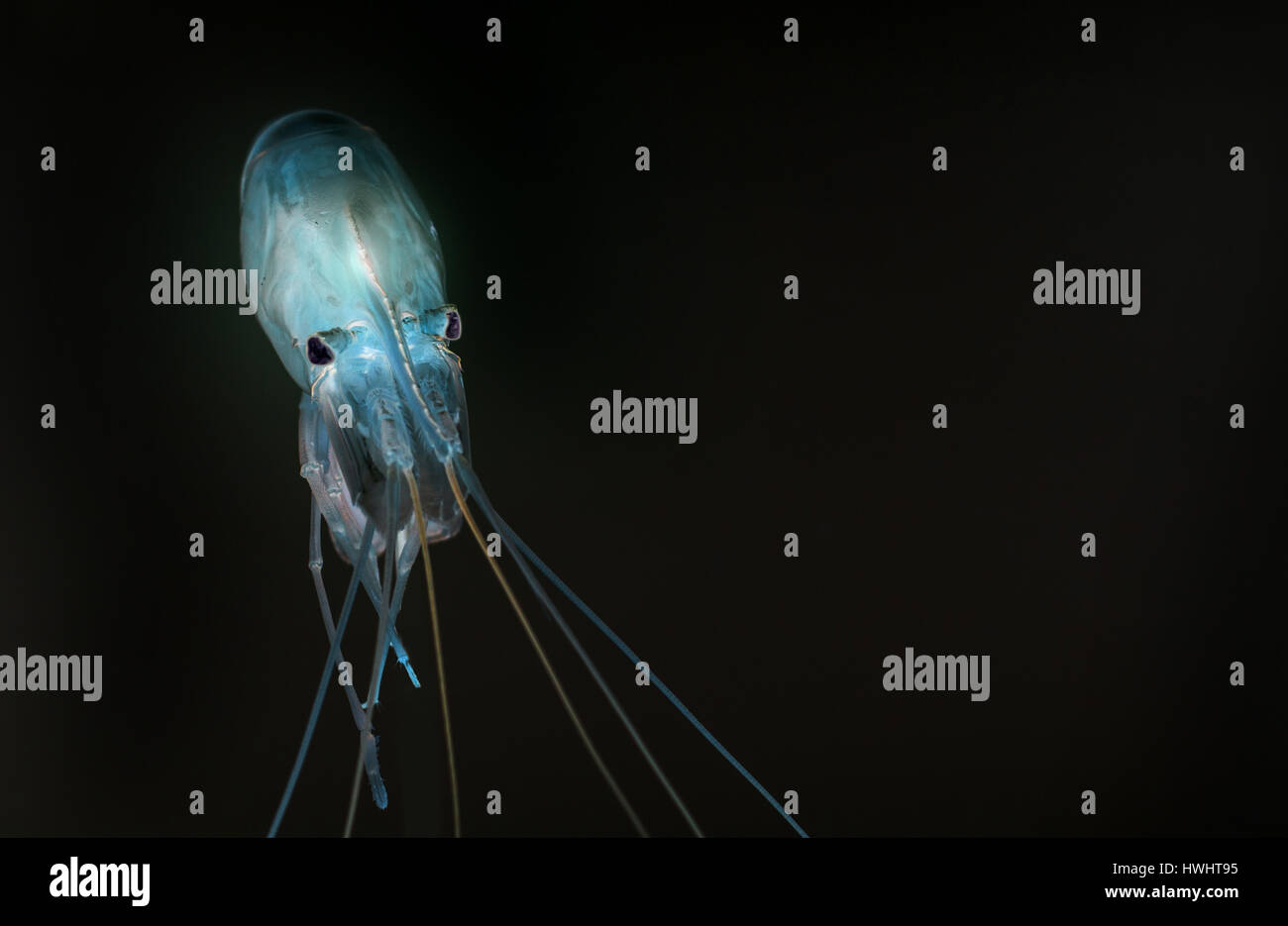 close up shrimp face like alien on dark background Stock Photo - Alamy