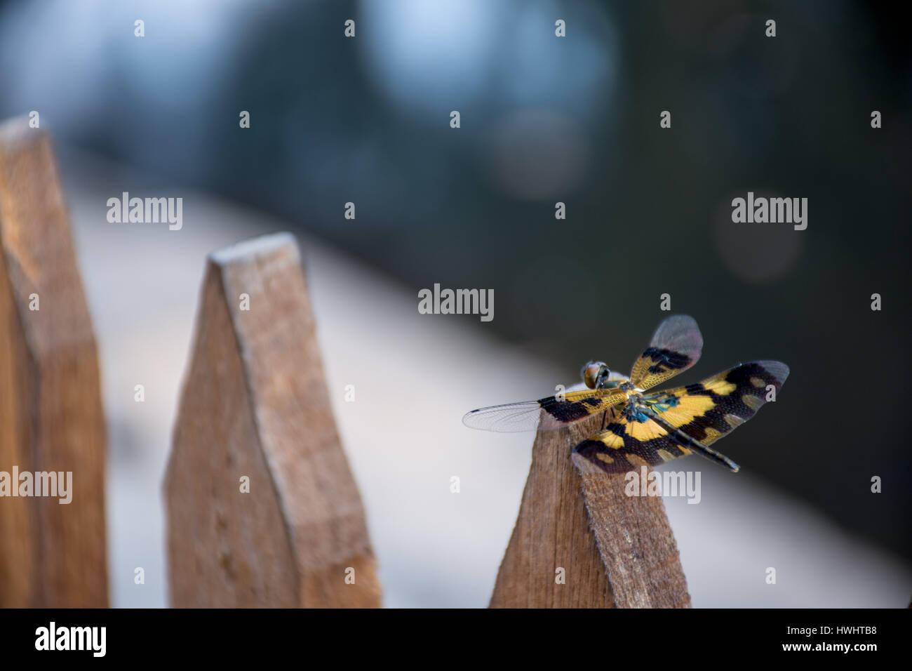 A beautiful Yellow and black winged dragon fly landed on the top of a ...