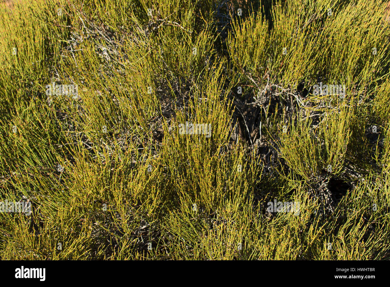 Mormon tea hi-res stock photography and images - Alamy