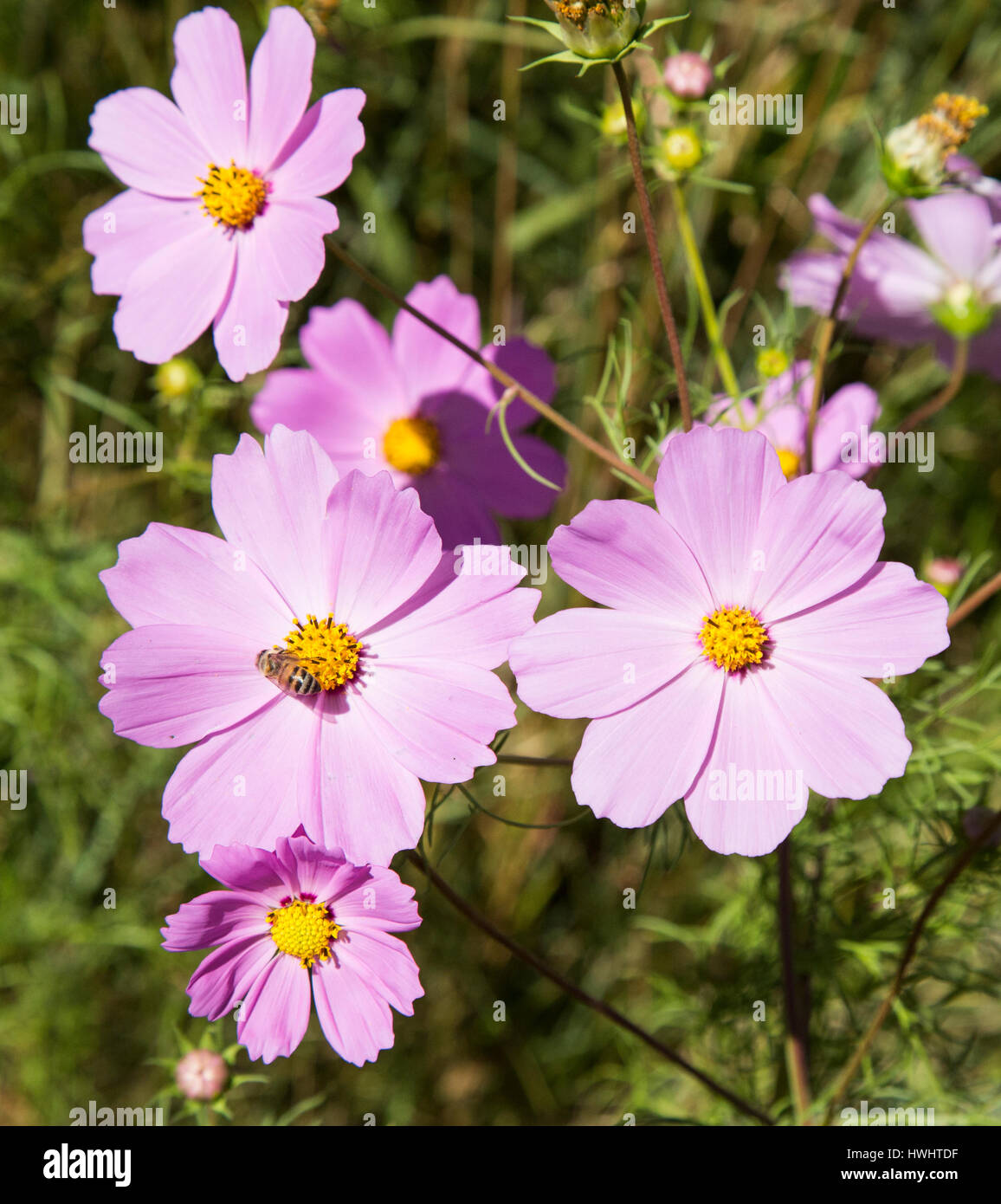Cosmos flower white hi-res stock photography and images - Alamy