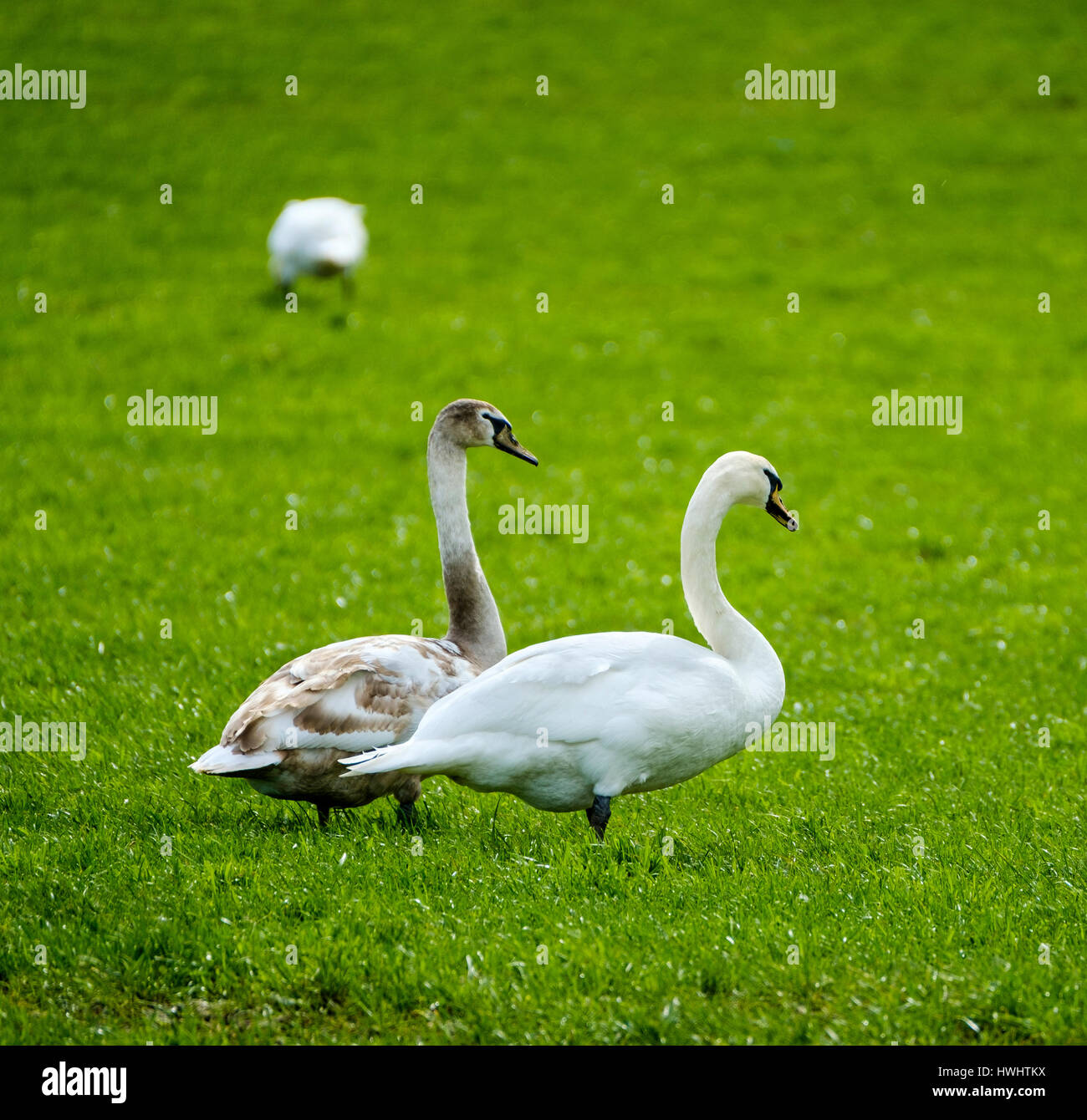 A swan and a signet Stock Photo - Alamy
