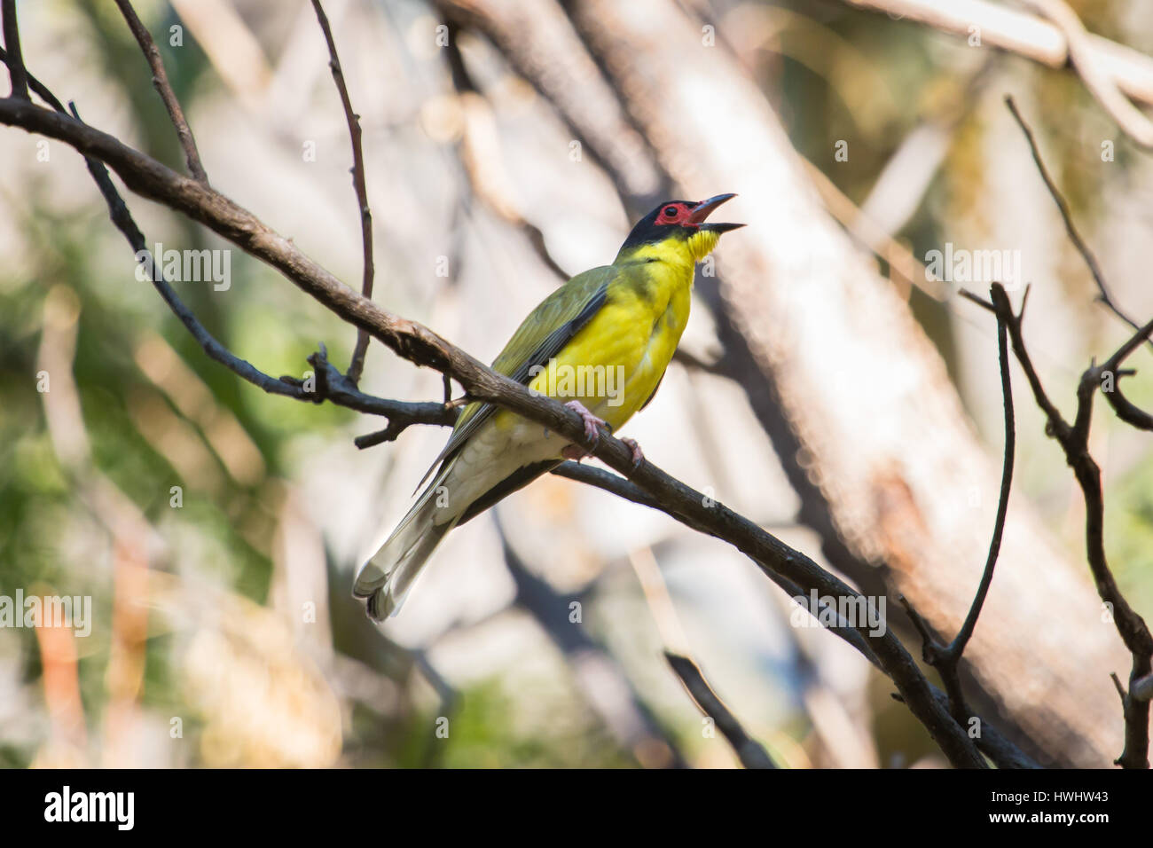 Australian fig bird hi-res stock photography and images - Alamy