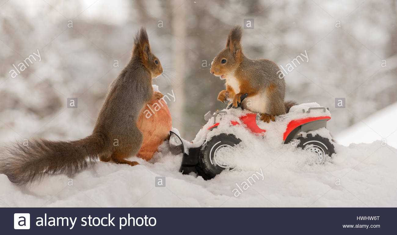 Squirrel Car Funny High Resolution Stock Photography and Images - Alamy