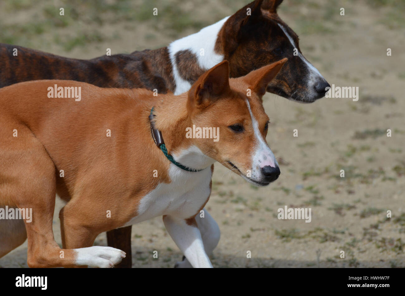 Prancing dog hi-res stock photography and images - Alamy