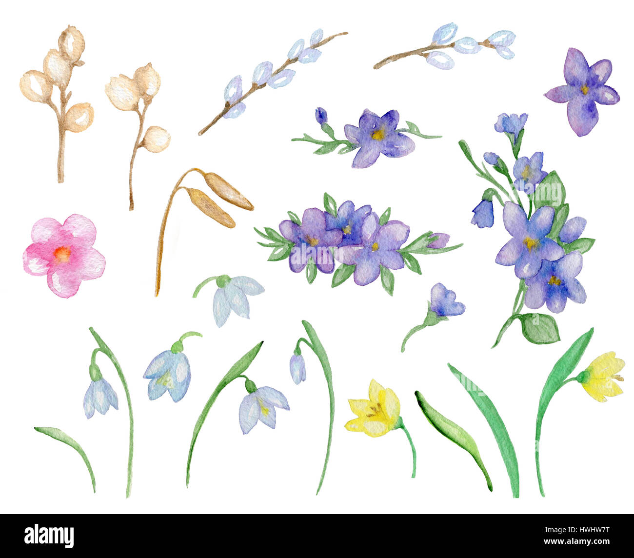 Set of hand drawn spring watercolor flowers and green leaves Stock ...