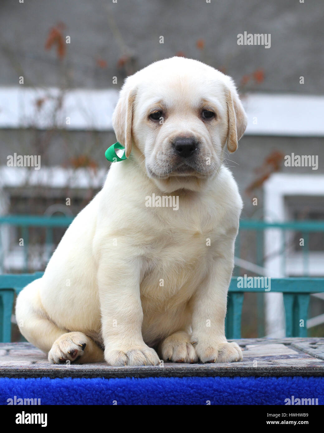 little cute yellow labrador puppy sitting on blue background Stock ...