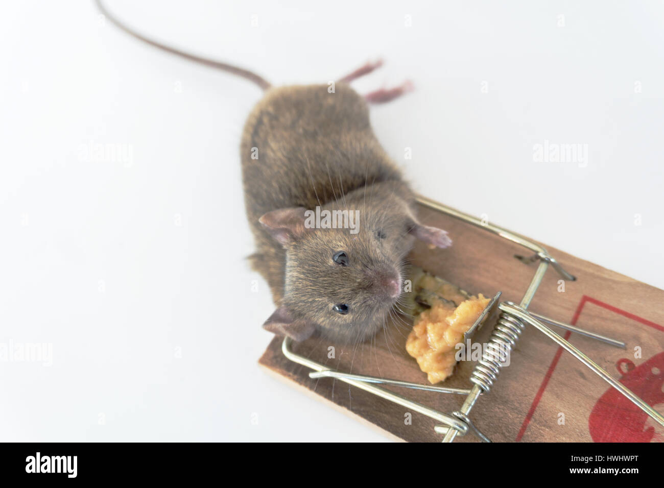 mouse caught in trap Stock Photo - Alamy mouse caught in trap Stock Photo - Alamy