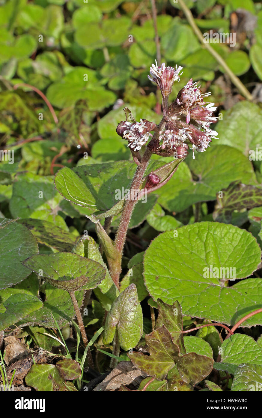 Winter Heliotrope Petasites fragrans Stock Photo - Alamy