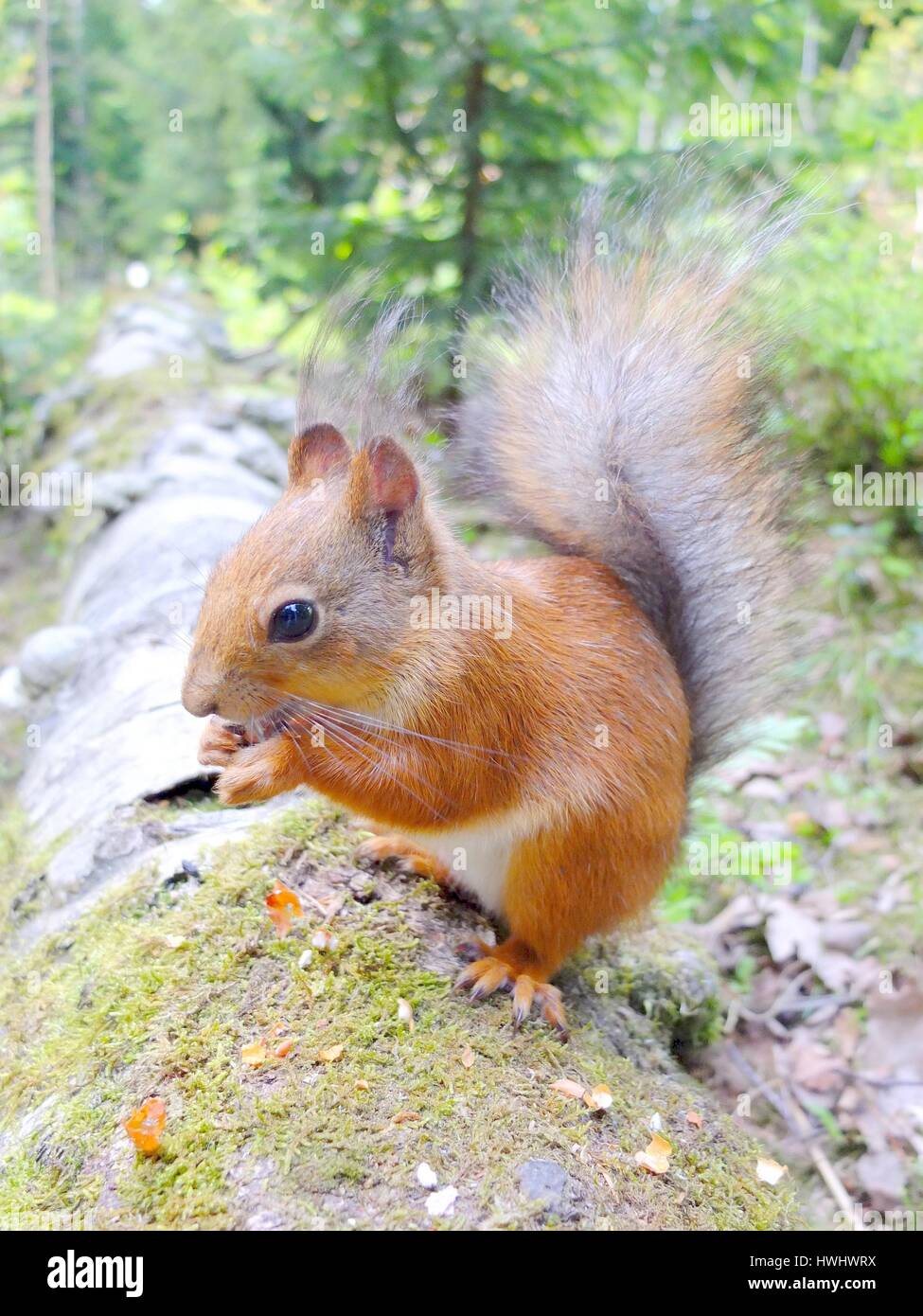 Cute squirrel eating a nut closeup. Side profile Stock Photo - Alamy