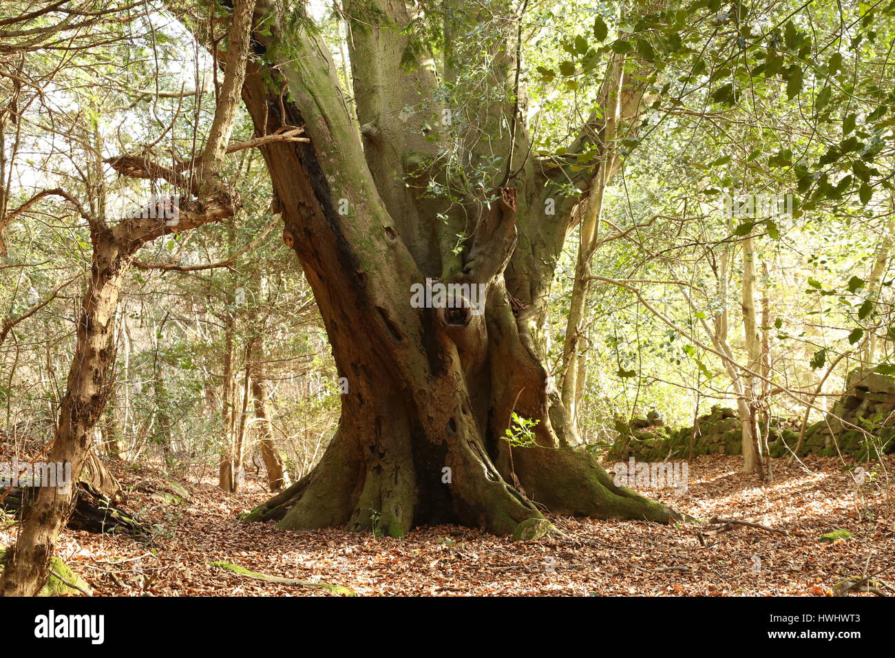 Ancient beech tree fagus hi-res stock photography and images - Alamy