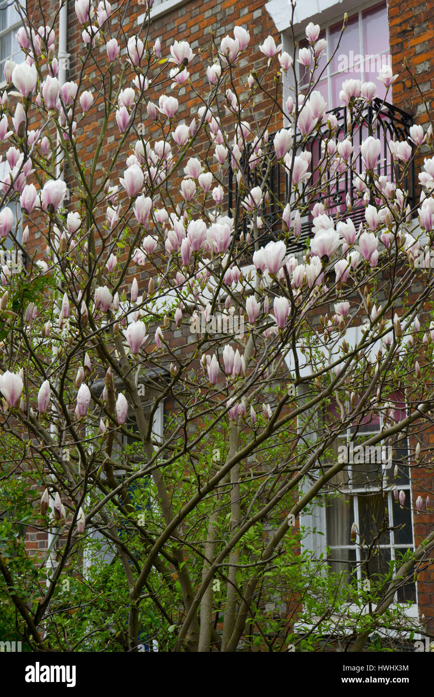 Magnolia tree full bloom hi-res stock photography and images - Alamy
