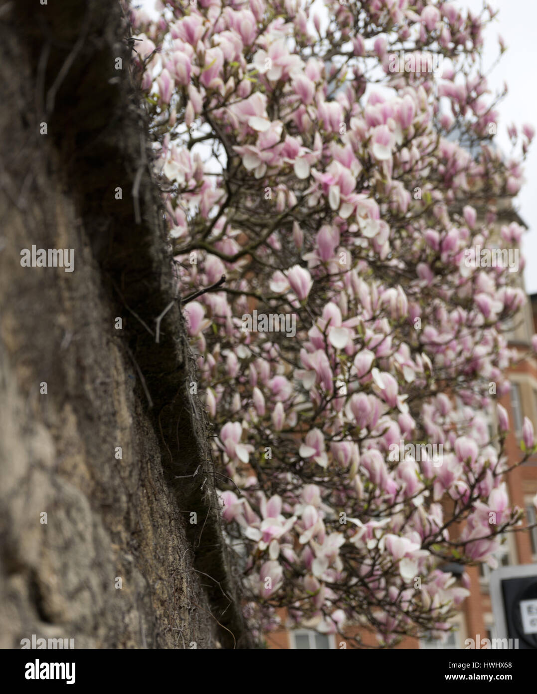 Magnolia tree full bloom hi-res stock photography and images - Alamy