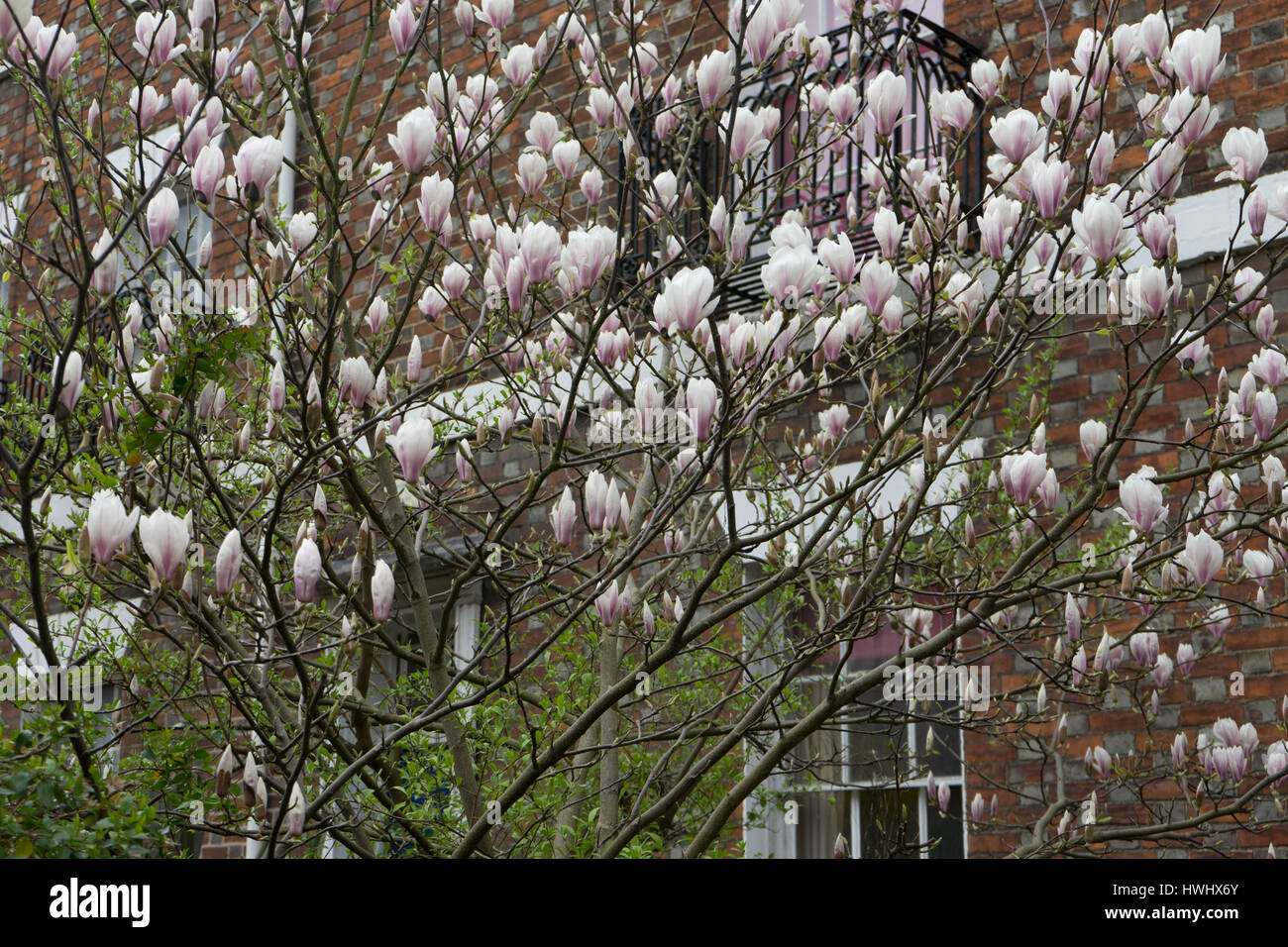 Magnolia tree winter hi-res stock photography and images - Alamy