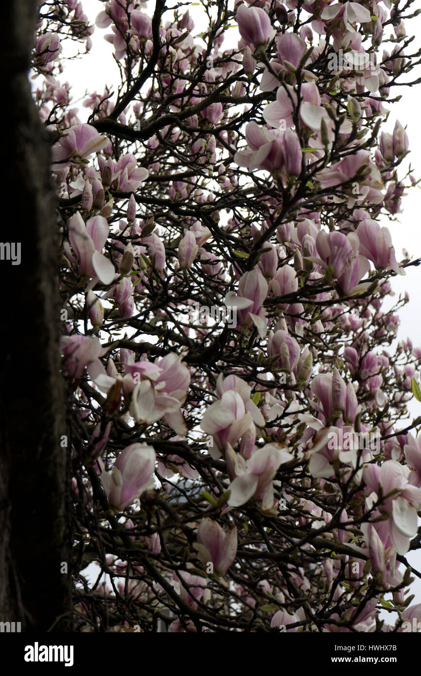 Magnolia tree full bloom hi-res stock photography and images - Alamy
