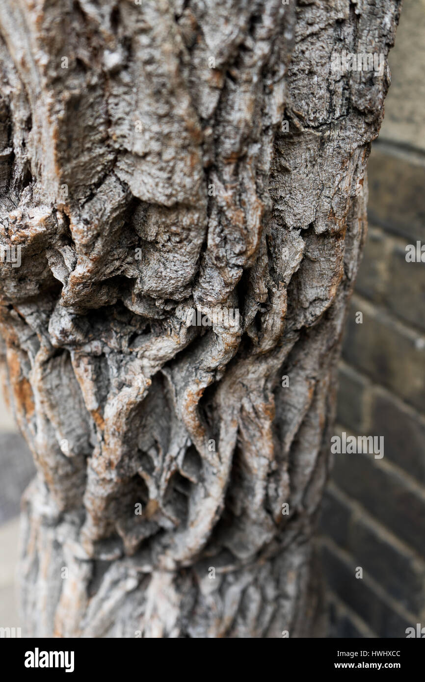 Pruning wisteria in winter hi-res stock photography and images - Alamy