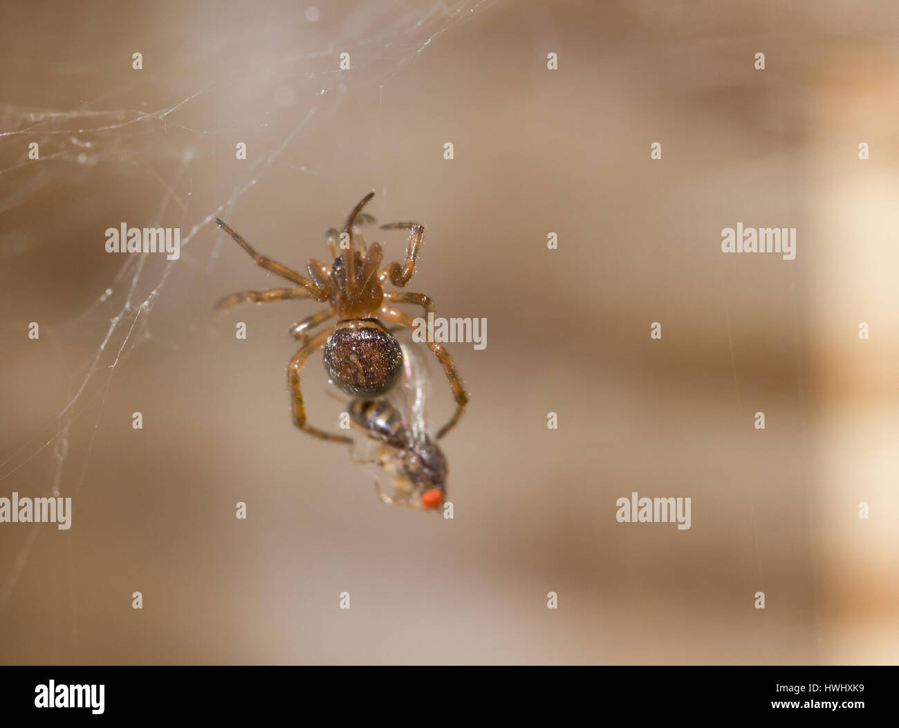 False widow hi-res stock photography and images - Alamy
