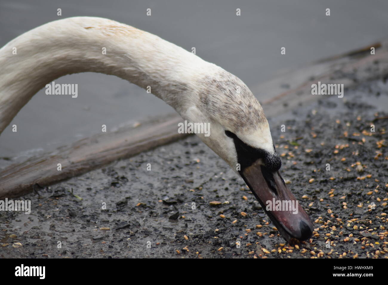 Waterfowl on riverbank hi-res stock photography and images - Alamy